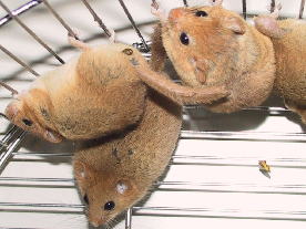 ヨーロッパヤマネ